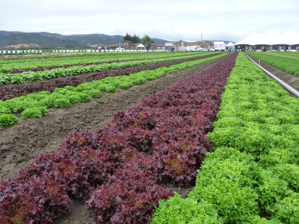 Lettuce fields - California Agriculture News Today