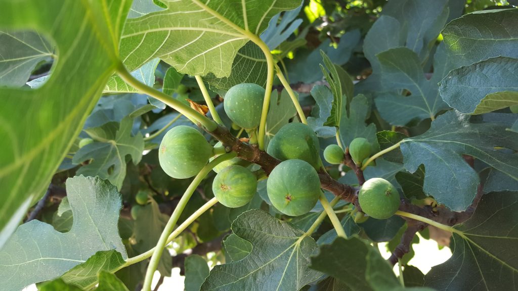 Valley Fig Growers Have Rich History - California Agriculture News Today