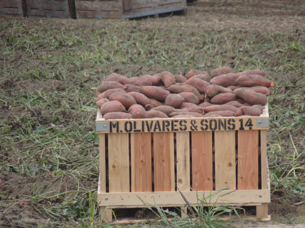 California Sweet Potatoes are One of A Kind - California Agriculture ...