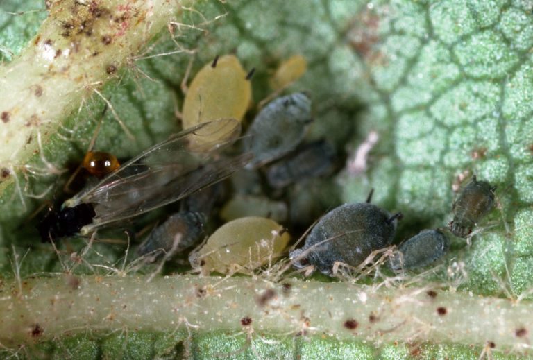 Pests and Diseases Cause Worldwide Damage to Crops - California ...