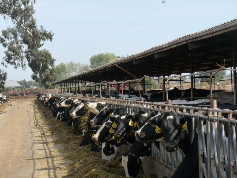 A Decisive Victory for Small Dairy Farms in California - California ...