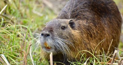 Nutria Swamp Rats Need Control - California Agriculture News ...