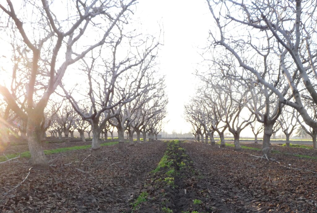Tree Dormancy Explained - California Agriculture News | California ...